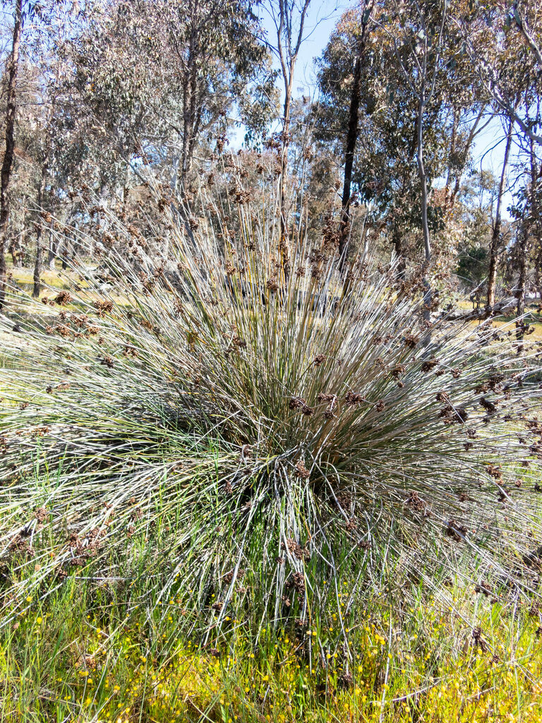 spiny rush from West Arthur, Western Australia, Australia on November ...