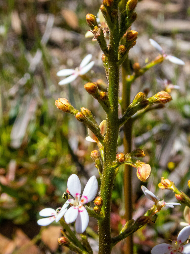 Thick-leaved Triggerplant (Stylidium crassifolium) - Botanical Realm