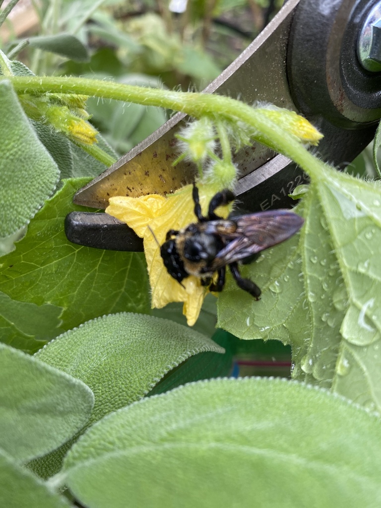 Eastern Carpenter Bee in November 2022 by sarahhwisniewski. • Cloudy ...