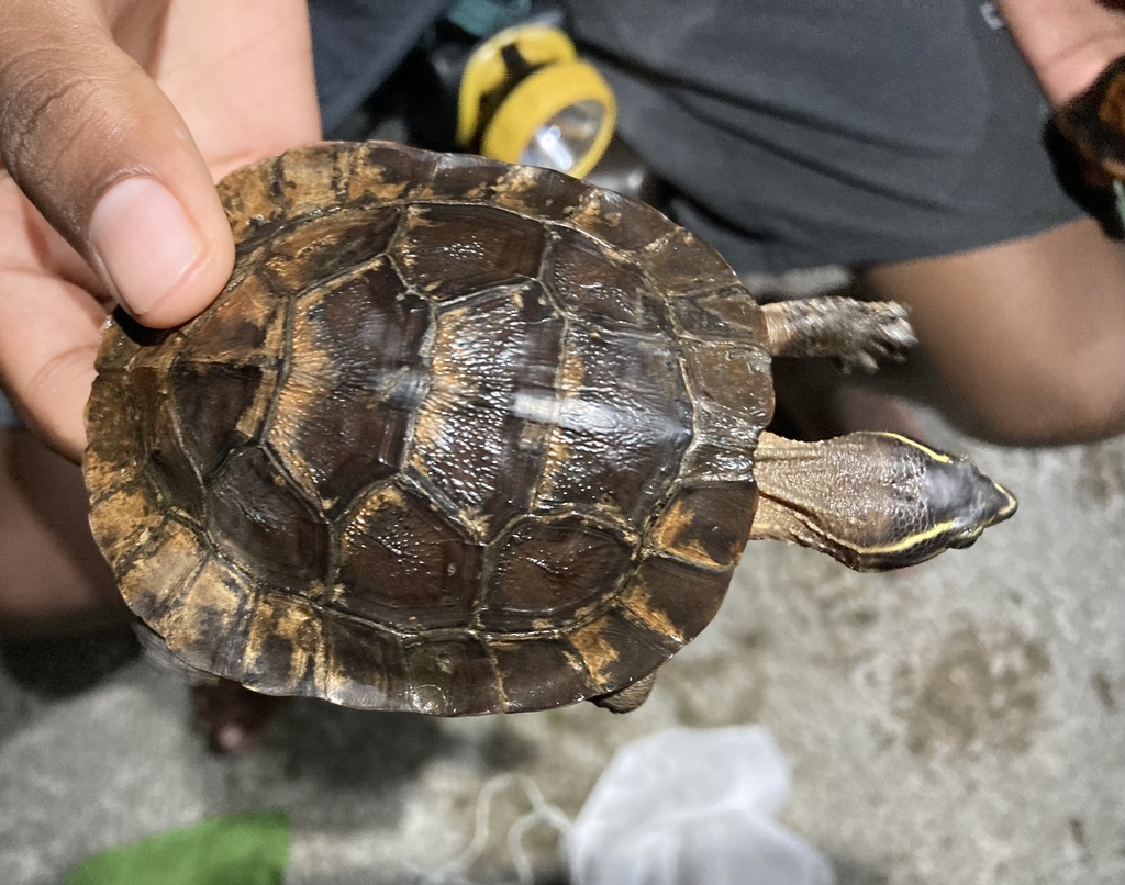 Large-nosed Wood Turtle in November 2022 by Andrew J. Crawford. Species ...