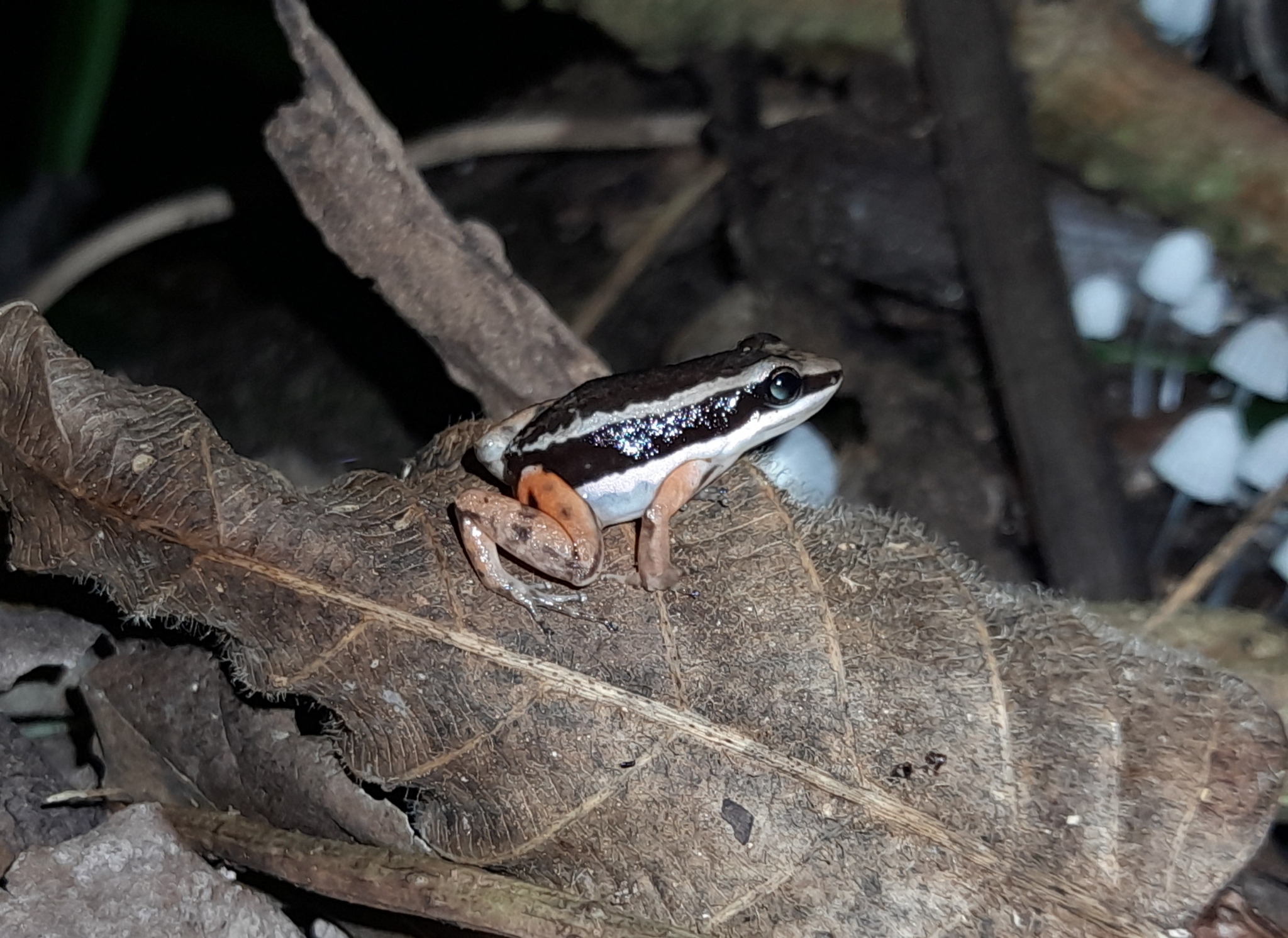 Allobates talamancae (Cope, 1875)