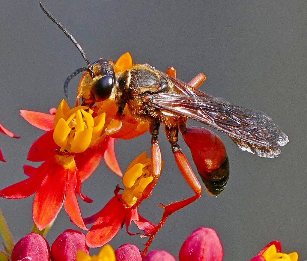 Great Golden Digger Wasp (Wasps of Hymenoptera) · iNaturalist