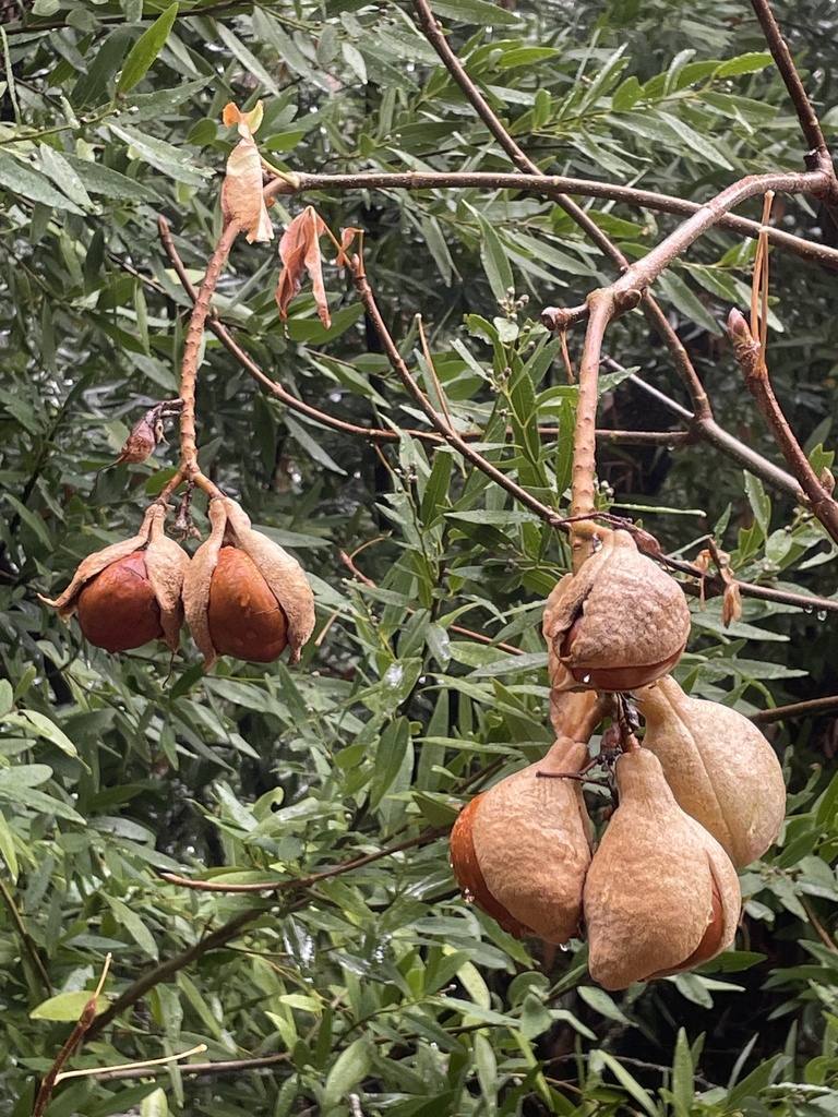 California buckeye from Sugarloaf Ridge State Park, Glen Ellen, CA, US ...