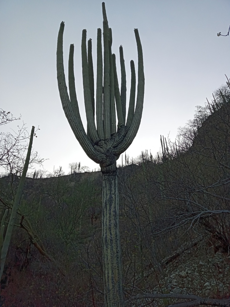 Cephalocereus tetetzo from Santa María Tecomavaca, Oax., México on May ...