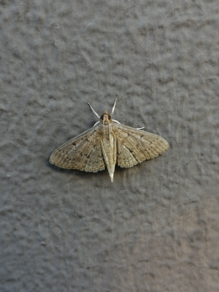 Grass Webworm Moth from La Laguna, Santa Cruz de Tenerife, España on ...
