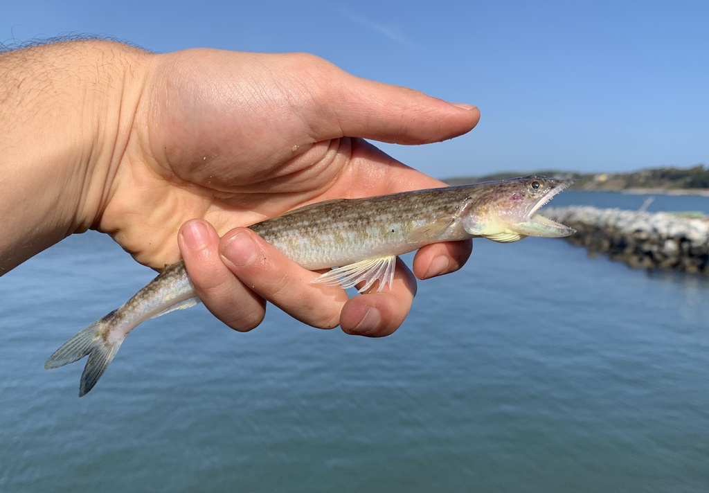 Inshore Lizardfish from Chesapeake Bay, Cape Charles, VA, US on ...