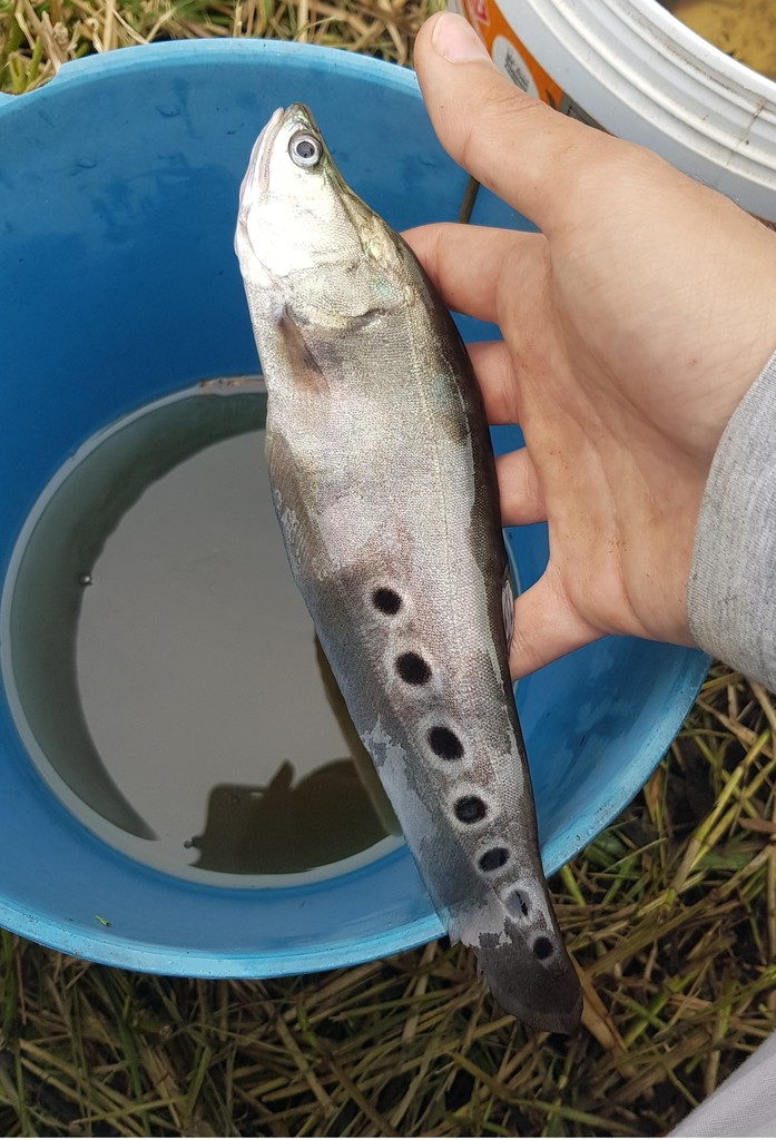 Bonytongues (Osteoglossiformes) - Marine Life Identification