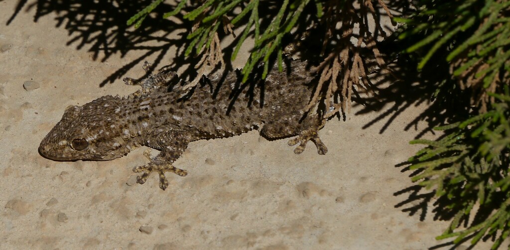 Moorish Gecko from Establiments, Palma, Islas Baleares, España on ...