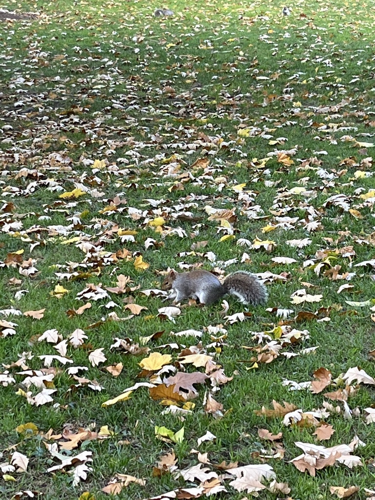 Eastern Gray Squirrel from Boston Public Garden, Boston, MA, US on ...