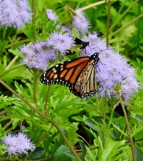 Monarch from Adams Ln, Azle, TX, US on November 04, 2022 at 04:00 PM by ...