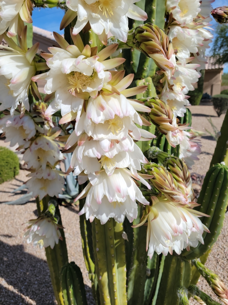 Sacred Column Cactus from Tatum Ranch, Phoenix, AZ 85331, USA on ...