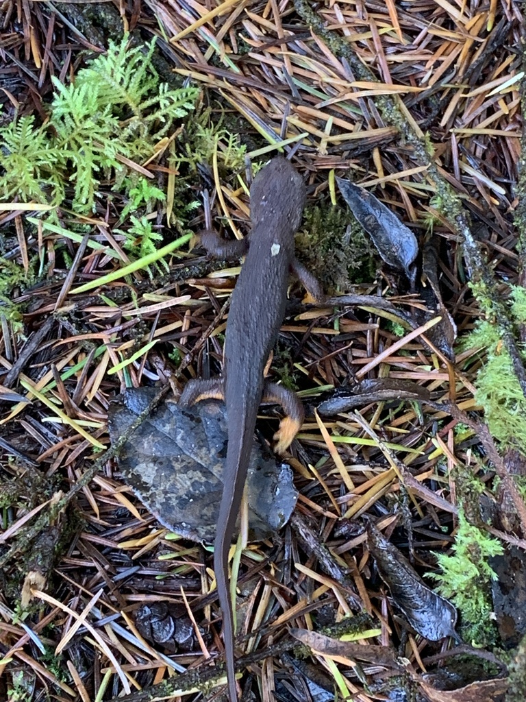 Rough-skinned Newt from Quail Ln, Ilwaco, WA, US on November 05, 2022 ...