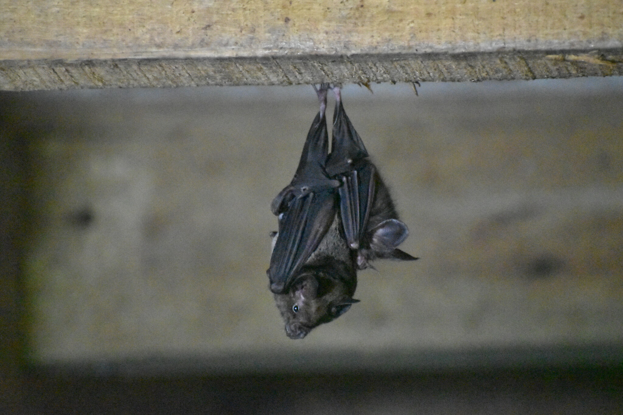 Carollia perspicillata (Linnaeus, 1758)