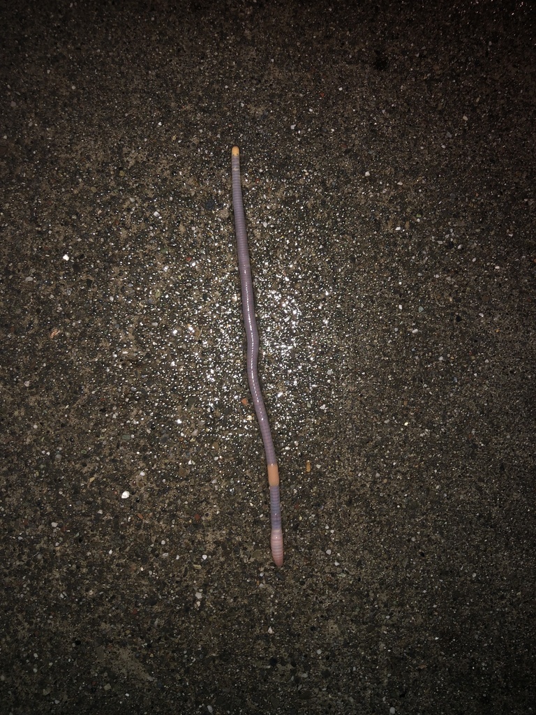 Earthworms from Cal Poly Humboldt, Arcata, CA, US on November 05, 2022 ...