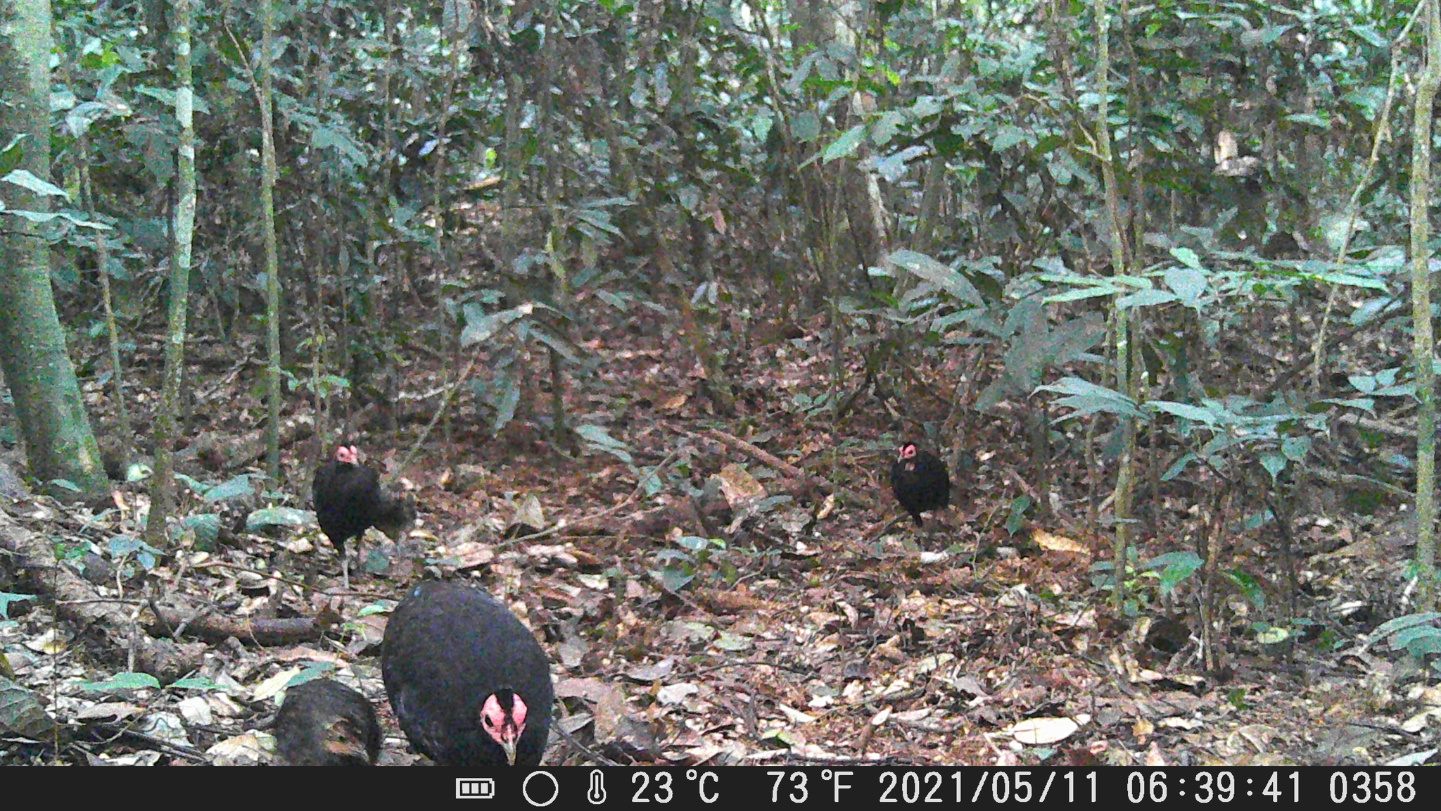 Agelastes niger (Cassin, 1857)