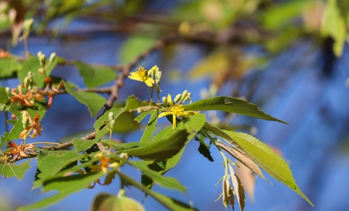 Grewia rothii · iNaturalist