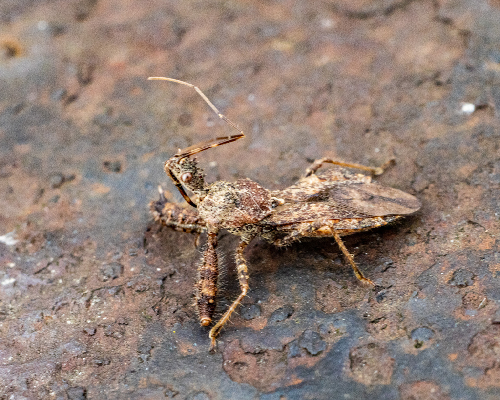 Spined Assassin Bug from Northumberland County, PA, USA on November 05 ...