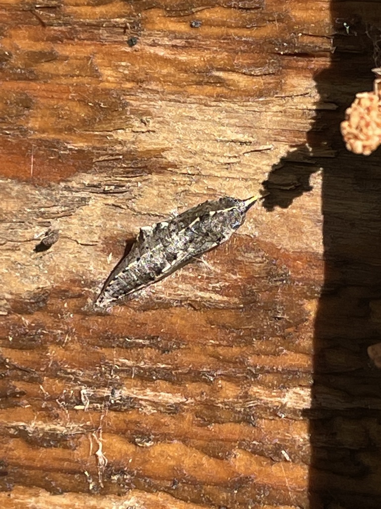 Butterflies and Moths from Anglemont Way, Columbia Shuswap, BC, CA on ...