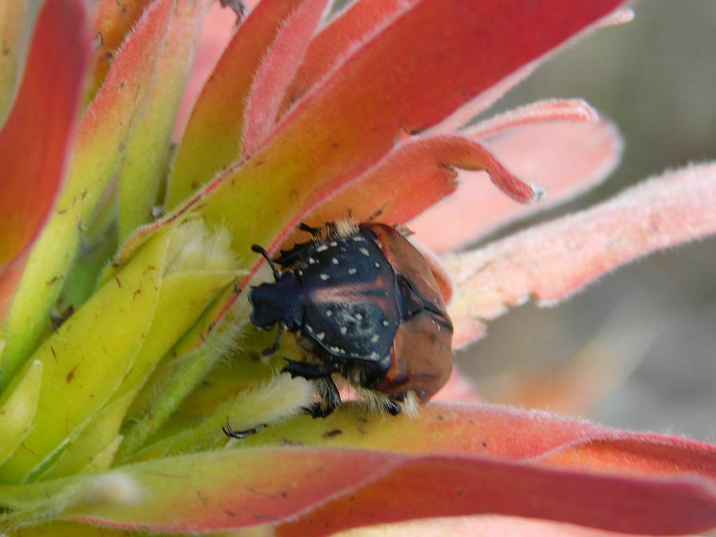 Protea Chafers from GSB 2022 Genadendal, 7234, South Africa on October ...