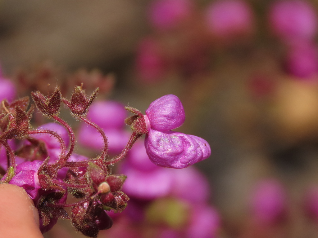 Calceolaria purpurea from Maipo, Región Metropolitana de Santiago ...