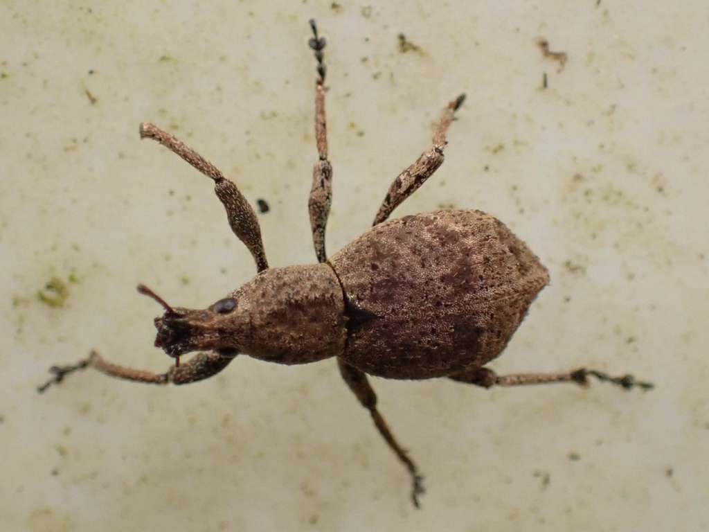 Geonemini from Xalapa, Veracruz, Mexico on September 28, 2022 at 12:25 ...