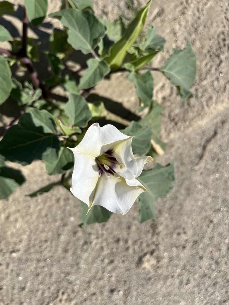 desert thorn-apple from Anza-Borrego Desert State Park, Borrego Springs ...