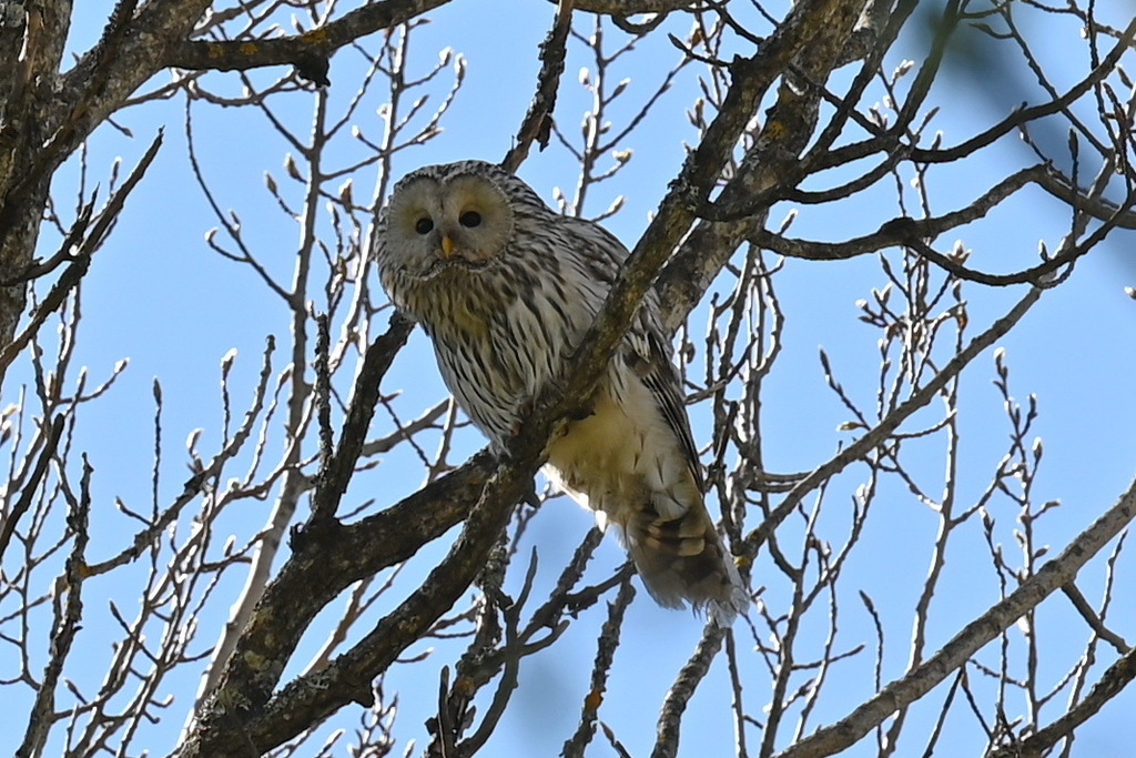 Ural Owl from Ленинградская обл., Россия, 188903 on May 21, 2022 at 11: ...