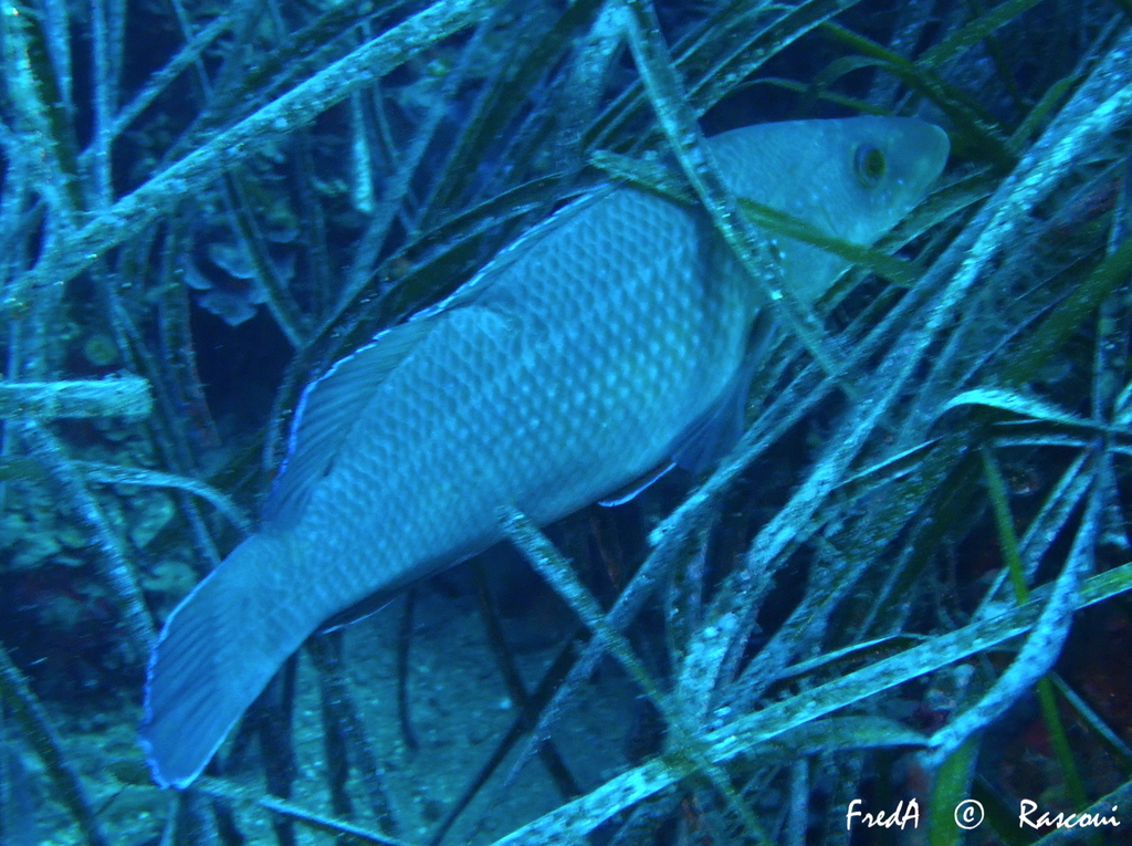 Brown wrasse from Alpes-Maritimes, Provence-Alpes-Côte d'Azur, FR on ...