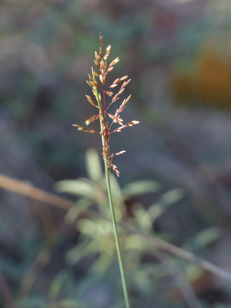 Pineywoods Dropseed from Bastrop County, TX, USA on October 20, 2022 at ...