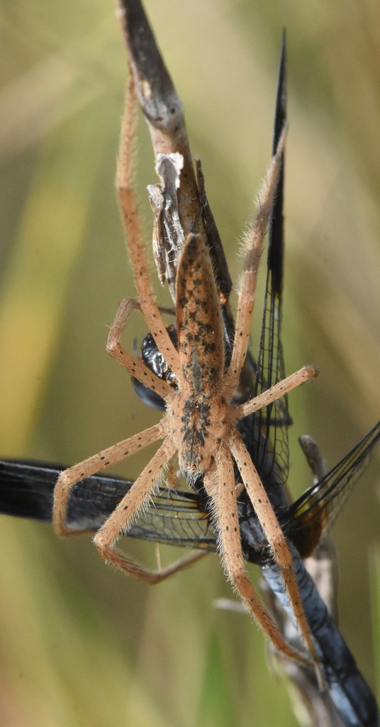 Slender Nursery Web Spider (Emerald Coast Spiders) · iNaturalist