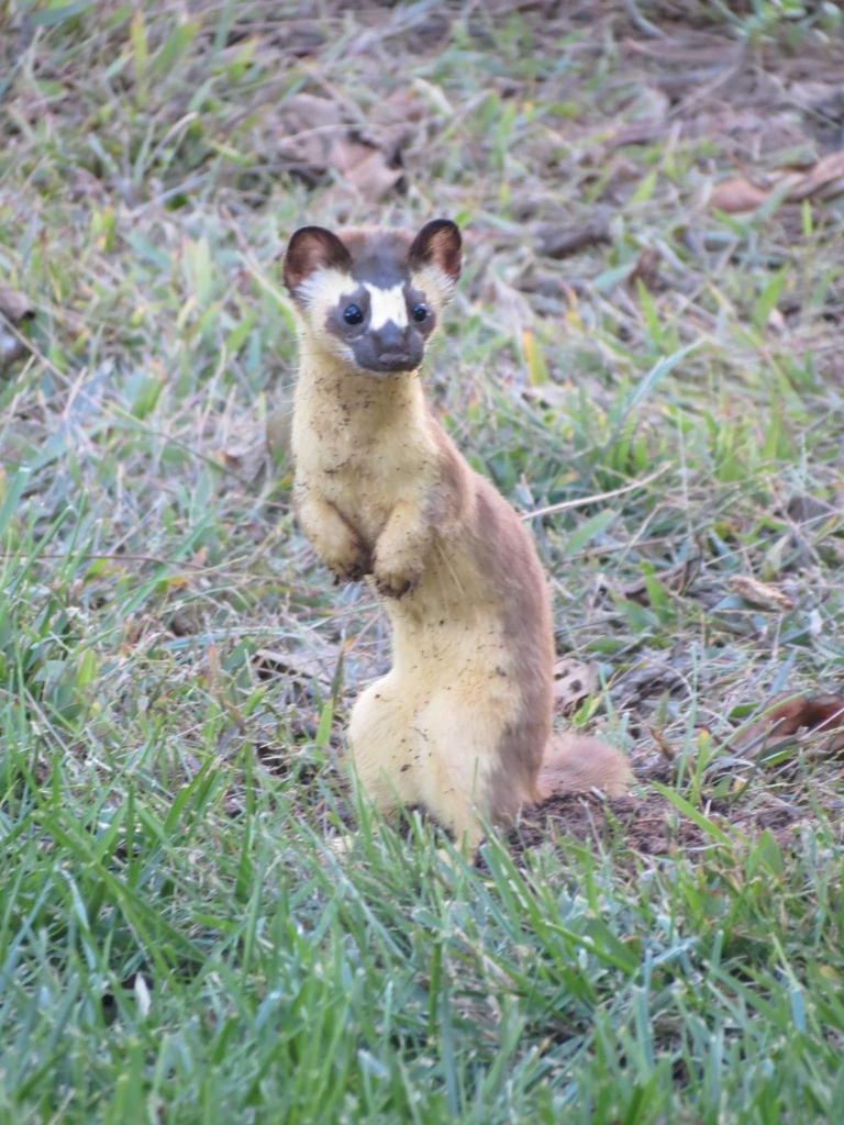 Southern California Long-tailed Weasel (Neogale frenata pulchra) - Know ...