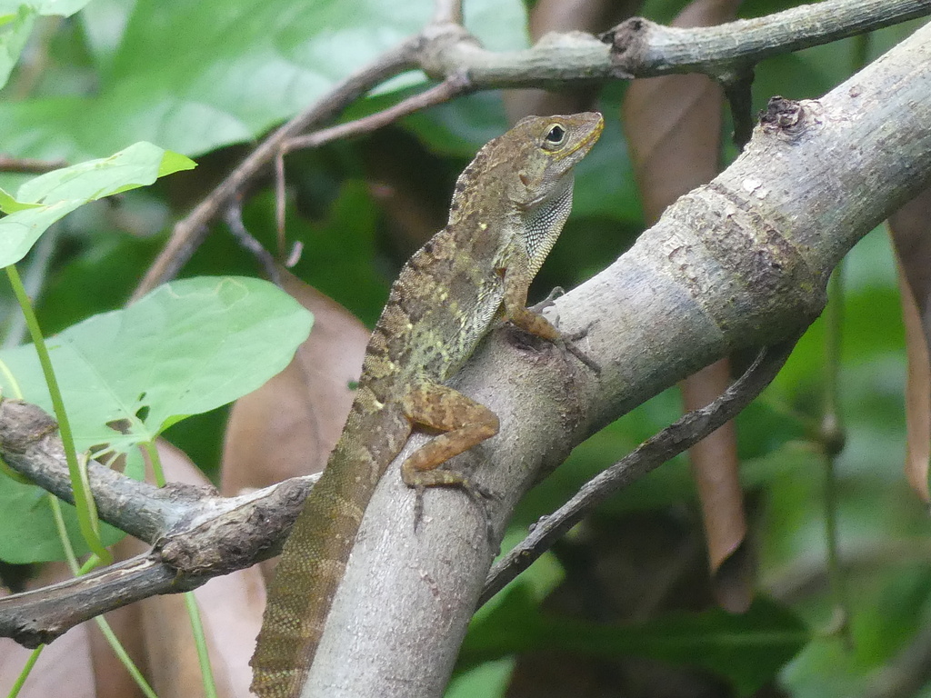Gundlach’s Anole from El Yunque National Forest, Río Grande, Puerto ...