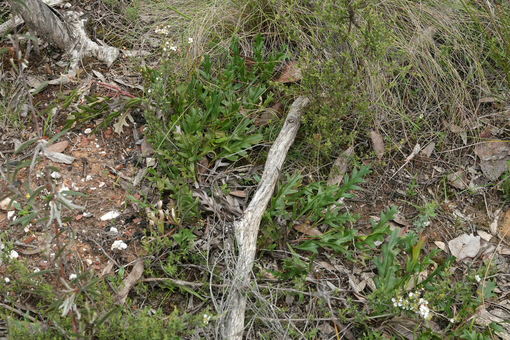 Fryerstown grevillea from Hepburn - East, Victoria, Australia on ...