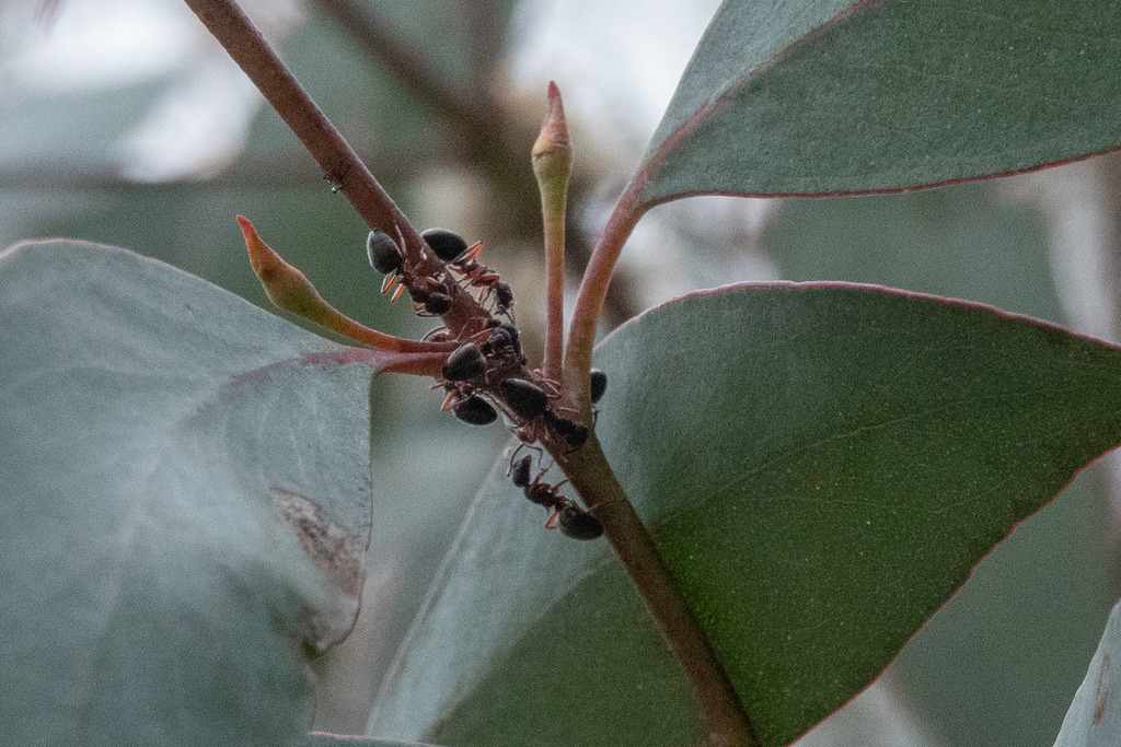 Dolichoderus scabridus from Glenlyon VIC 3461, Australia on October 29 ...
