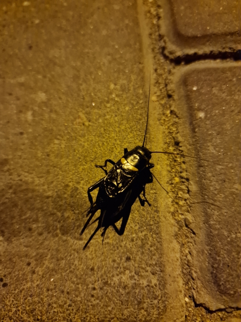 Southern Field Cricket from Siteler, Siteler Sahil, 35310 Güzelbahçe ...