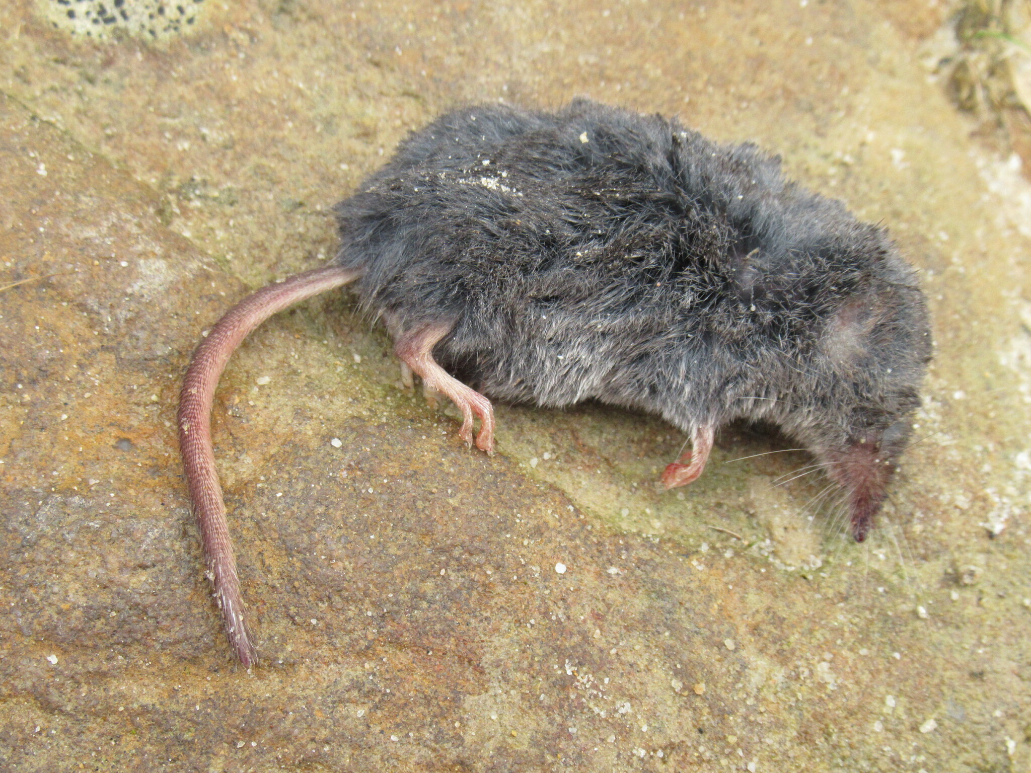 Sorex fumeus G.M.Miller, 1895