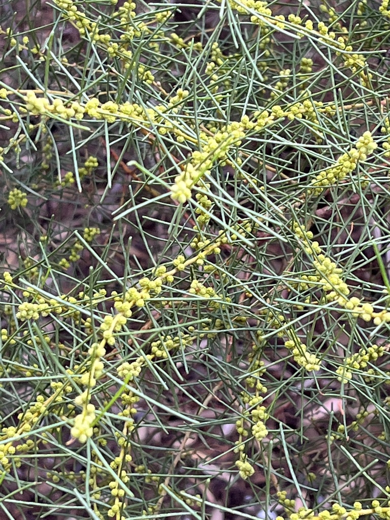 wattles from Broadbent Tce, Whyalla, SA, AU on July 18, 2022 at 09:24 ...