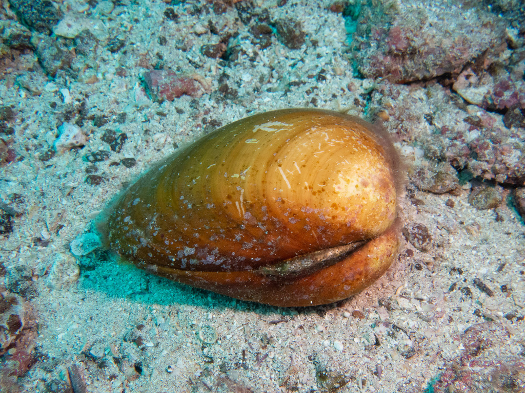 Chocolate Clam from Bahía de Loreto, Loreto, Baja California Sur ...