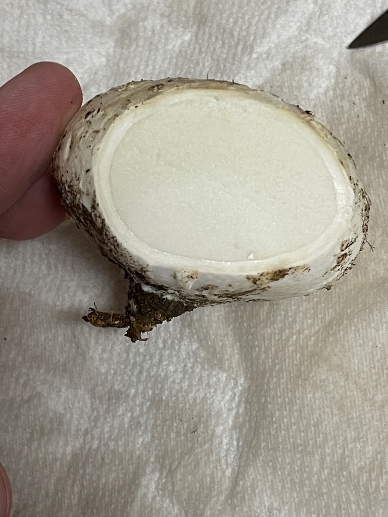 Calvatia pachyderma from Andulka Park, Riverside, CA, US on October 21 ...