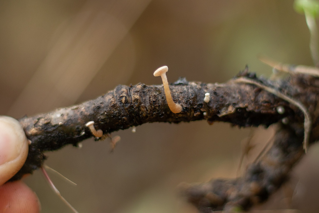 felted twiglet from Howard Buford County Park, Pleasant Hill, OR, US on ...
