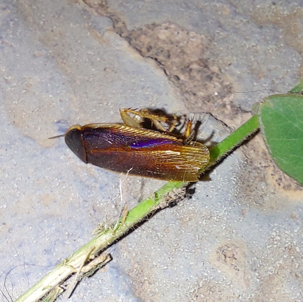 Wood Cockroaches from Alta Floresta - MT, 78580-000, Brasil on November ...