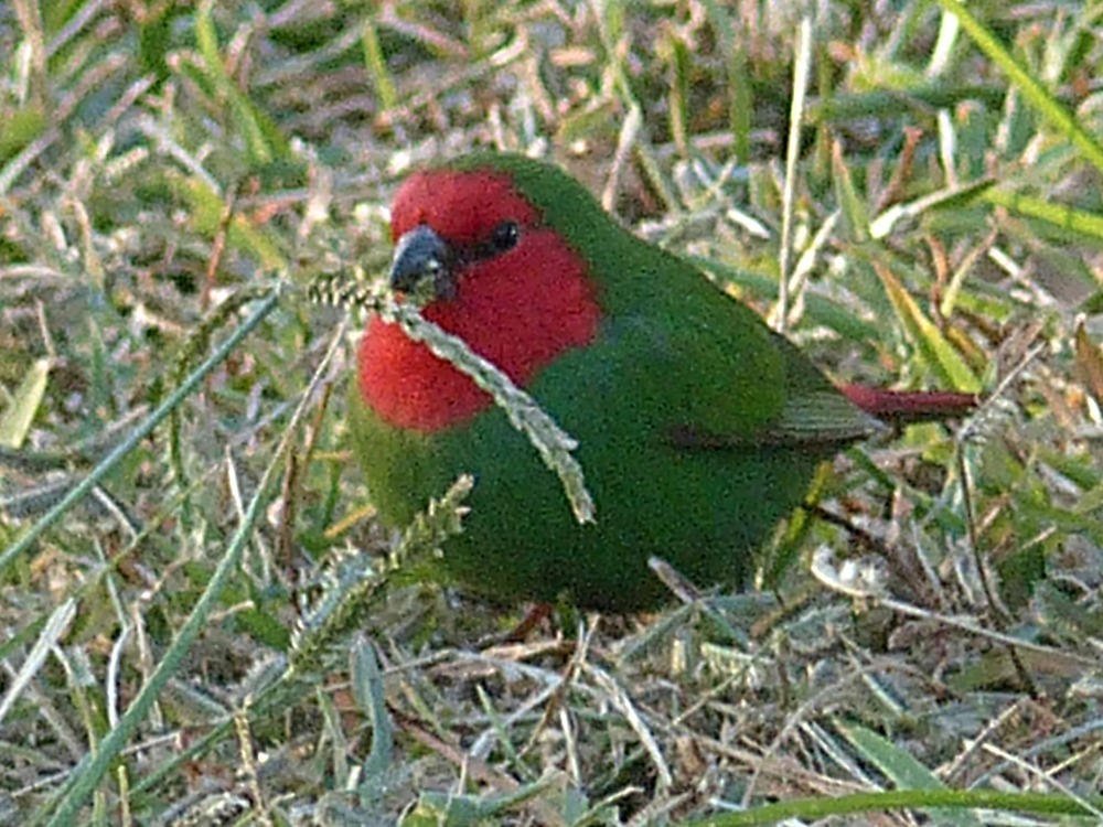 Red-throated Parrotfinch from Tieti, New Caledonia on August 13, 2015 ...