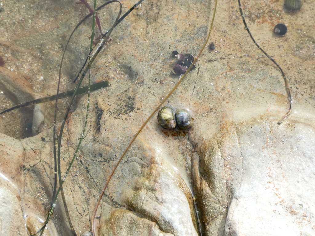 Periwinkle Snails and Allies from Santa Cruz, CA, USA on November 5 ...