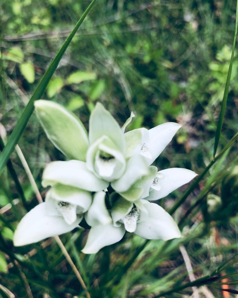 Chloraea membranacea from San Ramón, Canelones, UY on November 05, 2022 ...