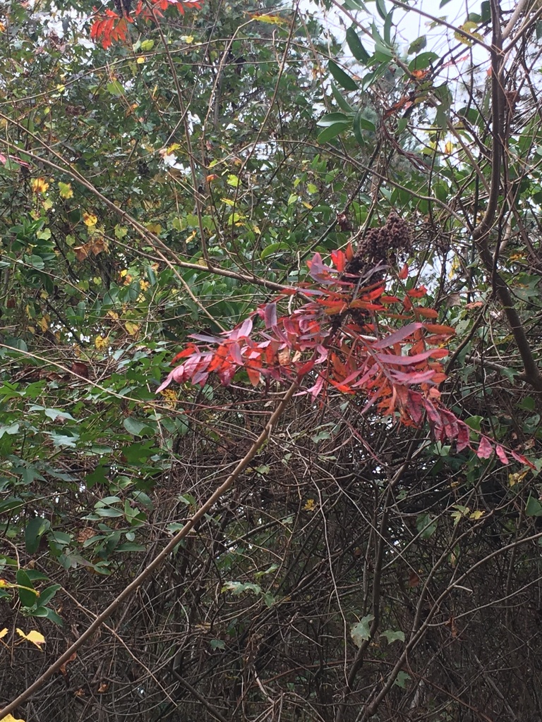 shining sumac from Beaufort County, NC, USA on November 5, 2022 at 03: ...