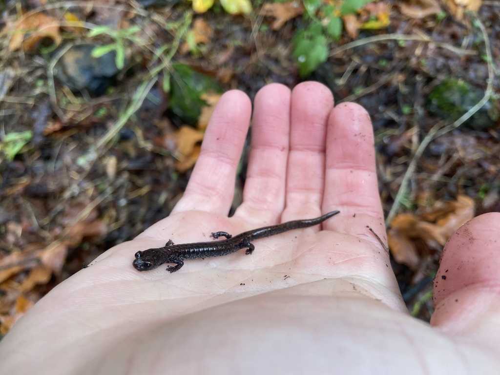 Oregon Slender Salamander in November 2022 by flowerysallies · iNaturalist