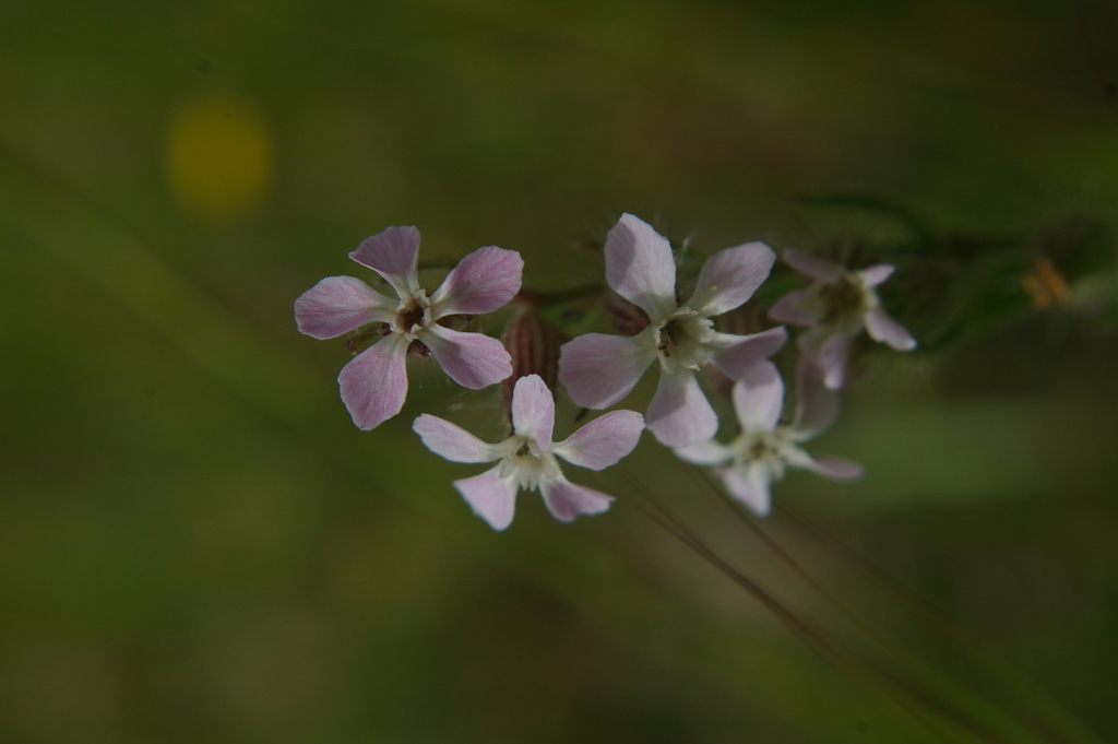 Small-flowered Catchfly from Batesford VIC 3213, Australia on November ...