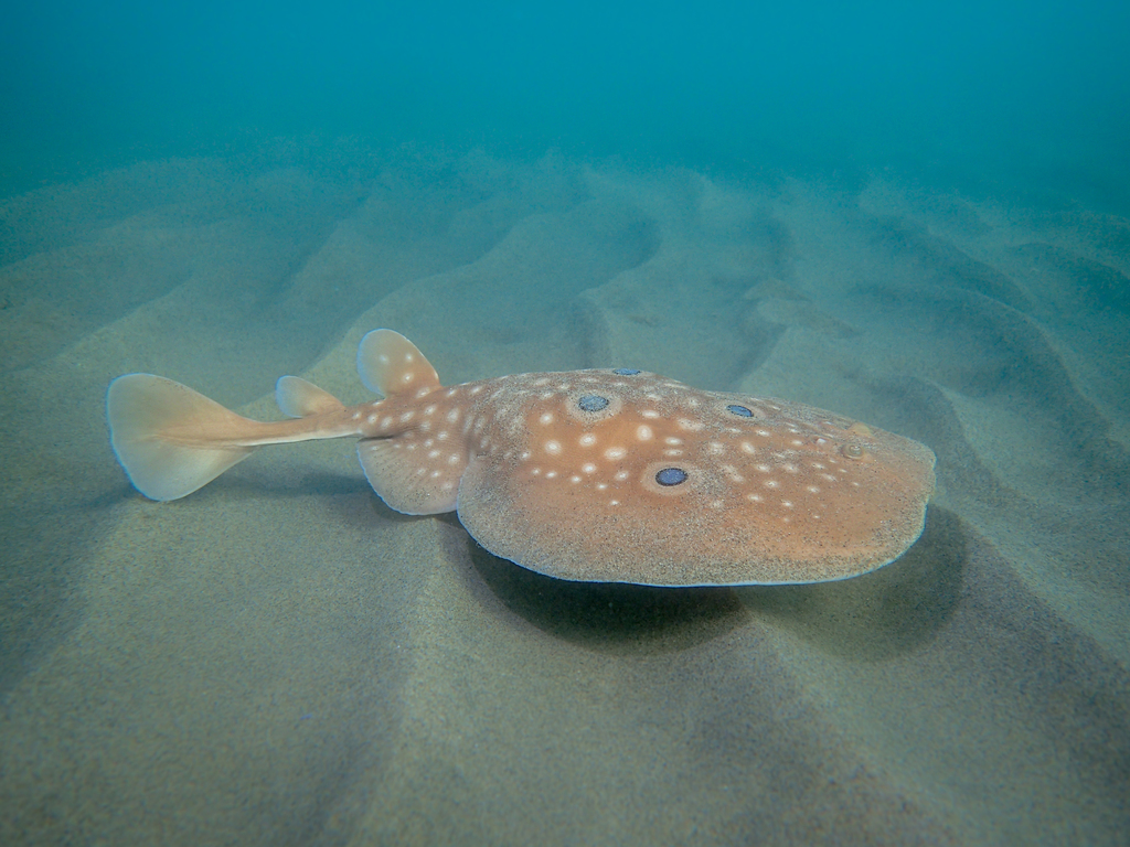 Electric Rays (Torpediniformes) - Marine Life Identification