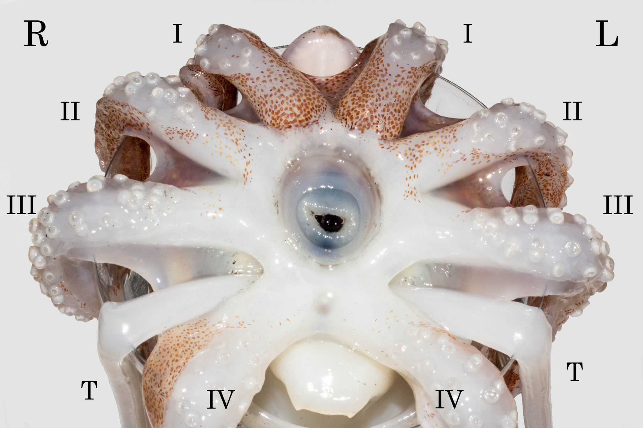 Cuttlefish Mouth Anatomy