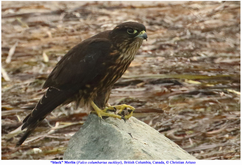 Falco columbarius suckleyi (Guía de Campo SNIB- "Arroyo Las Animas ...